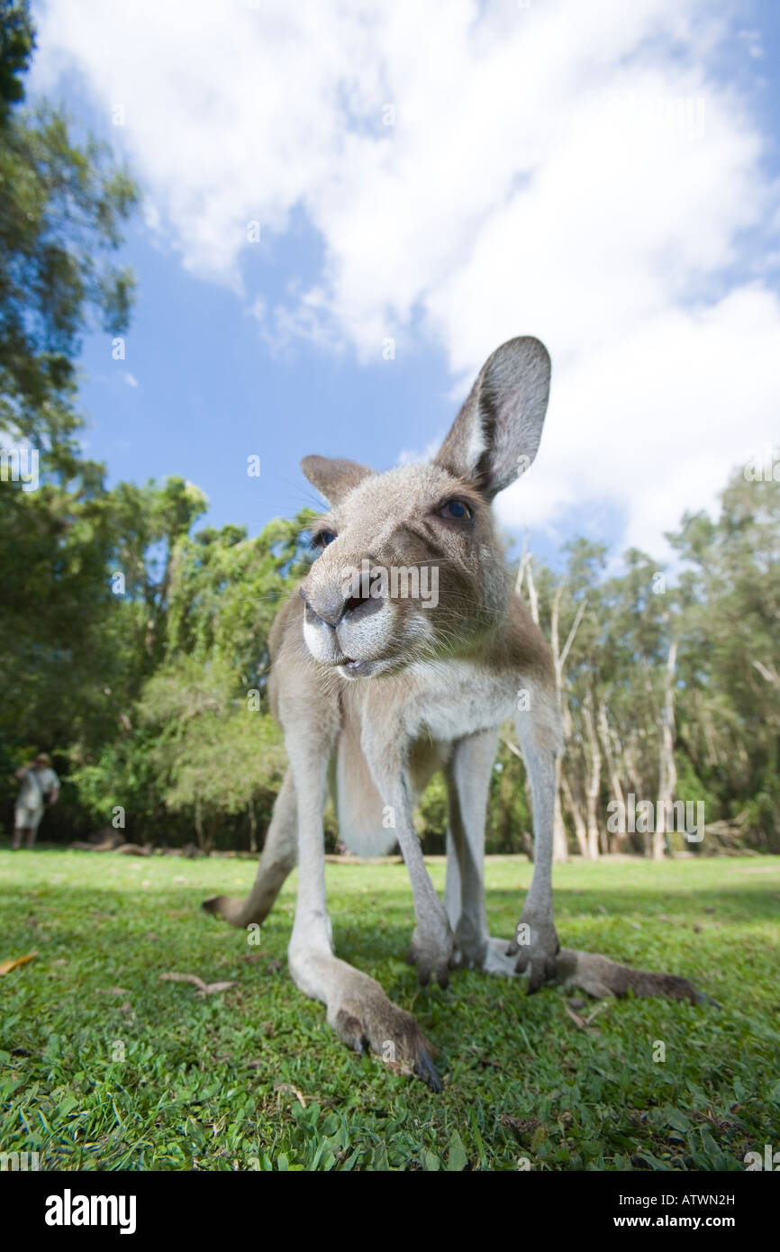 Kangaroo looking into camera Stock Photo - Alamy