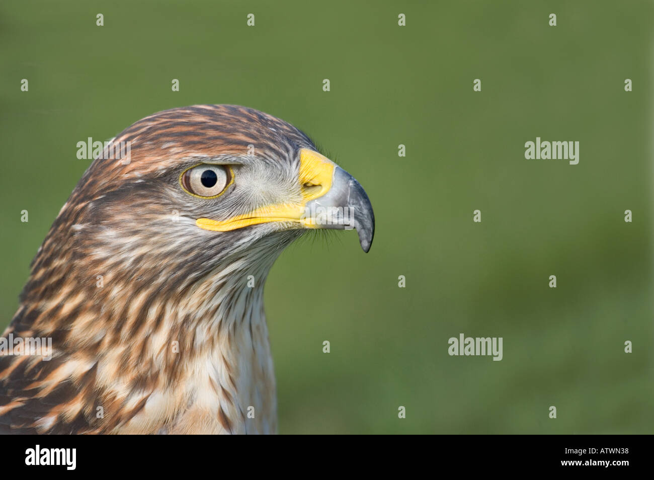 American buzzard hi-res stock photography and images - Alamy