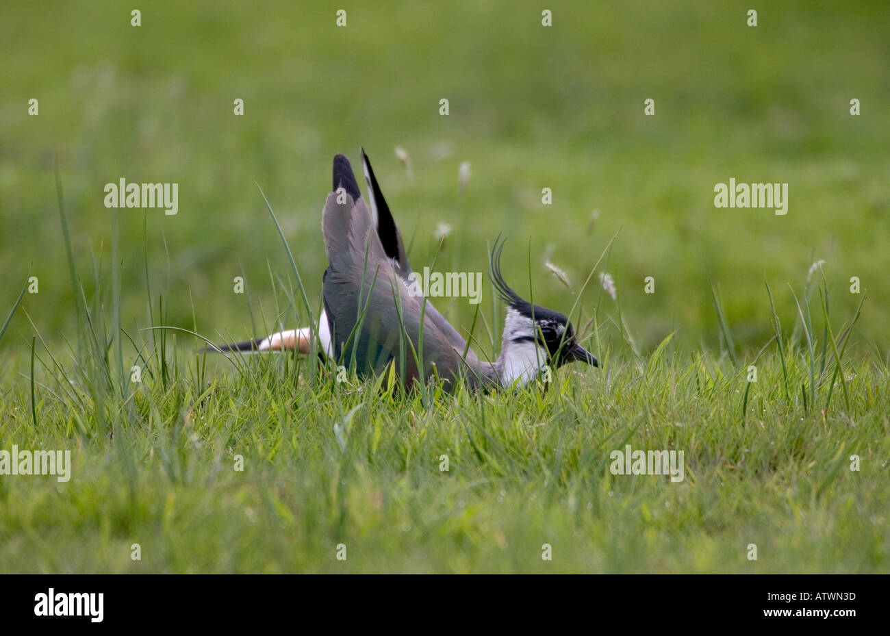 Lapwing display hi-res stock photography and images - Alamy