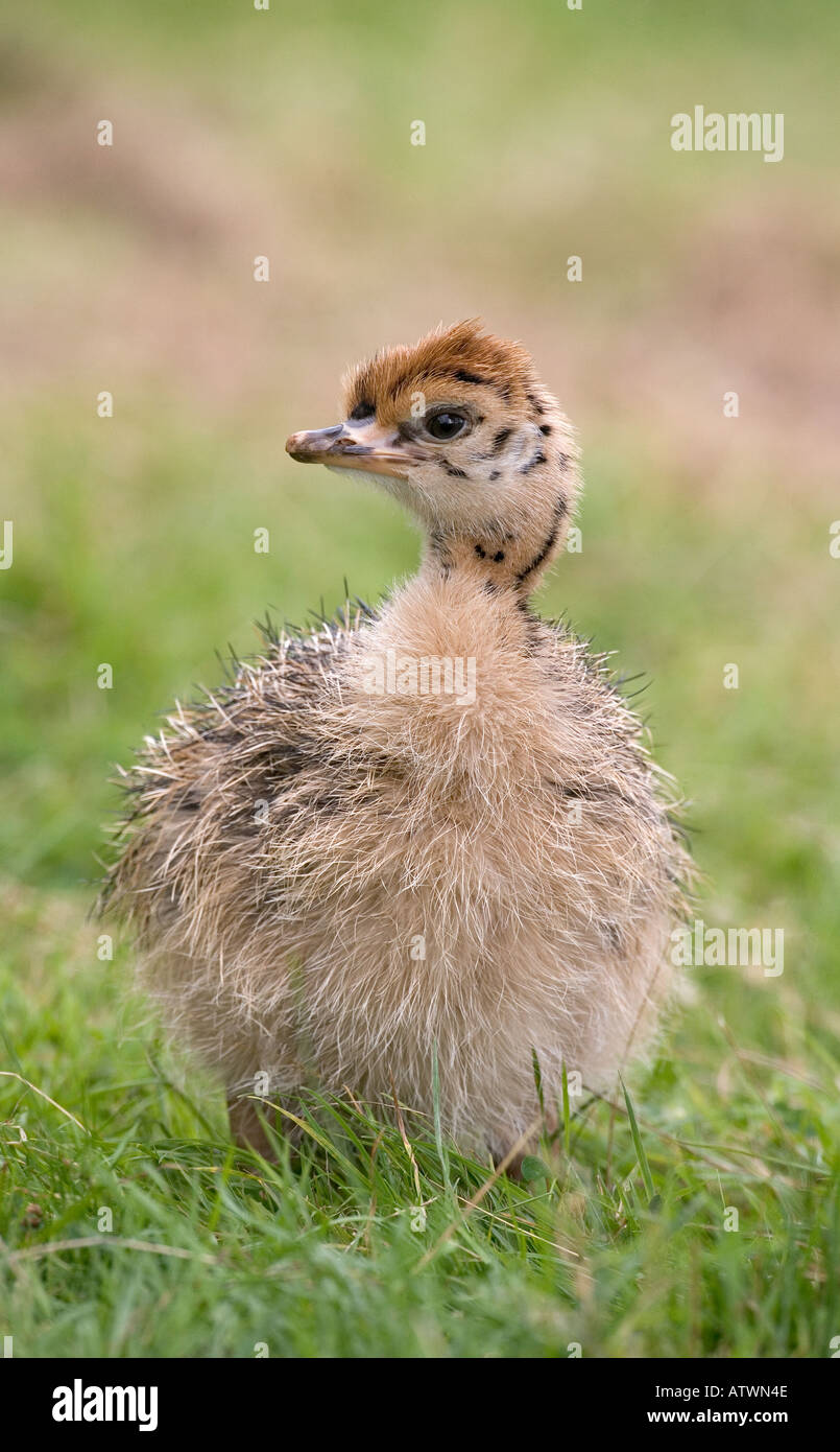Baby Ostrich Struthio camelus Stock Photo - Alamy