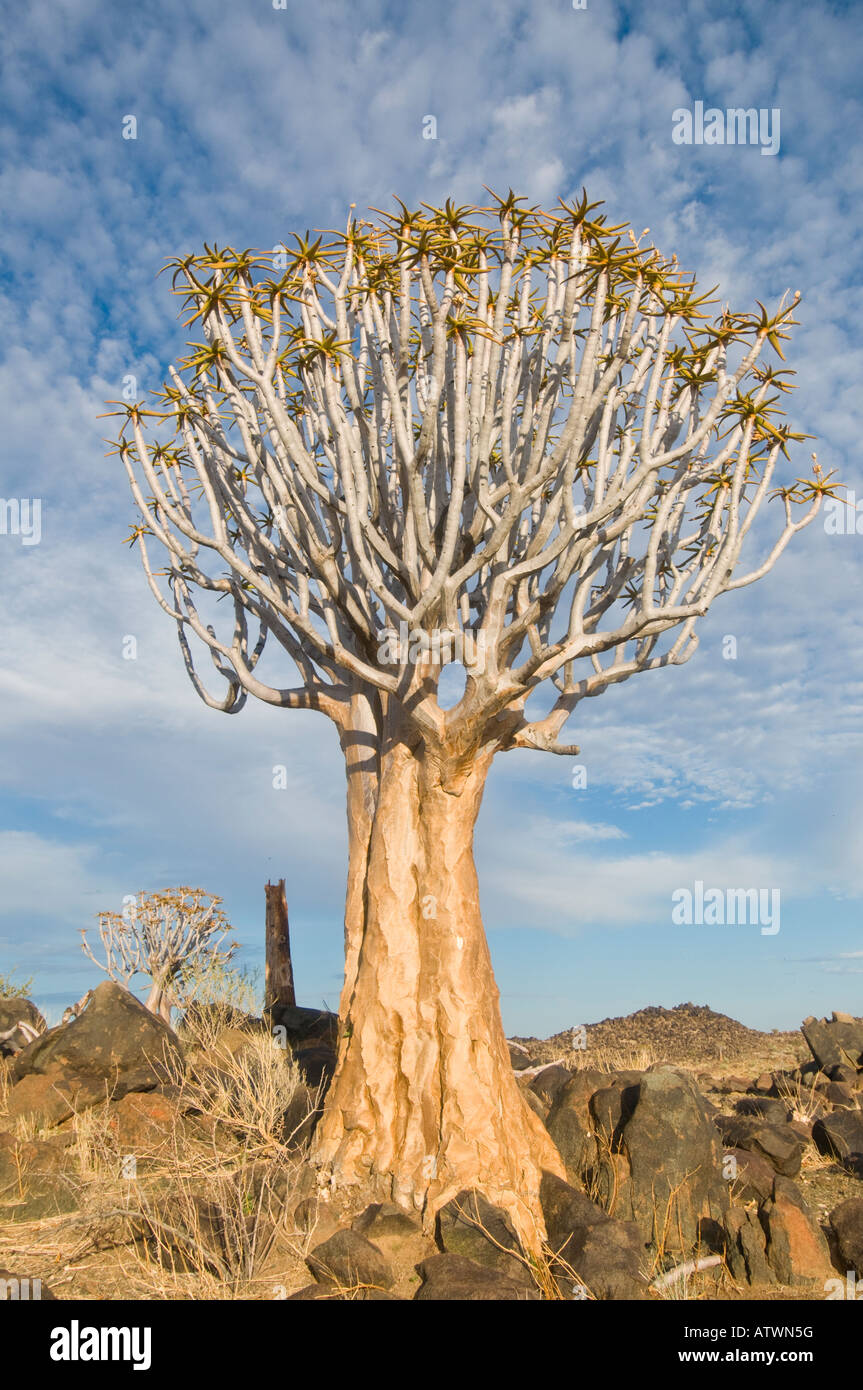 Quiver tree hi-res stock photography and images - Alamy