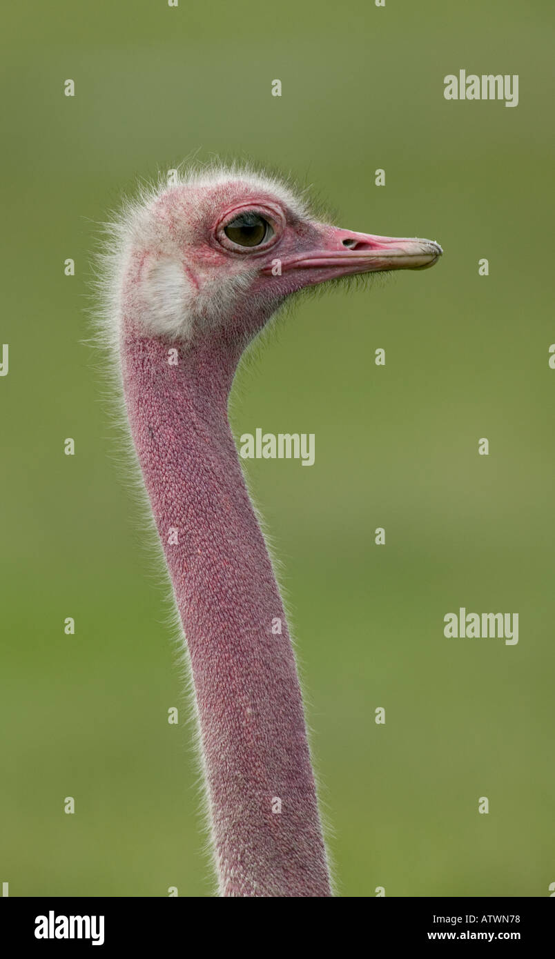 Ostrich Struthio camelus Stock Photo - Alamy