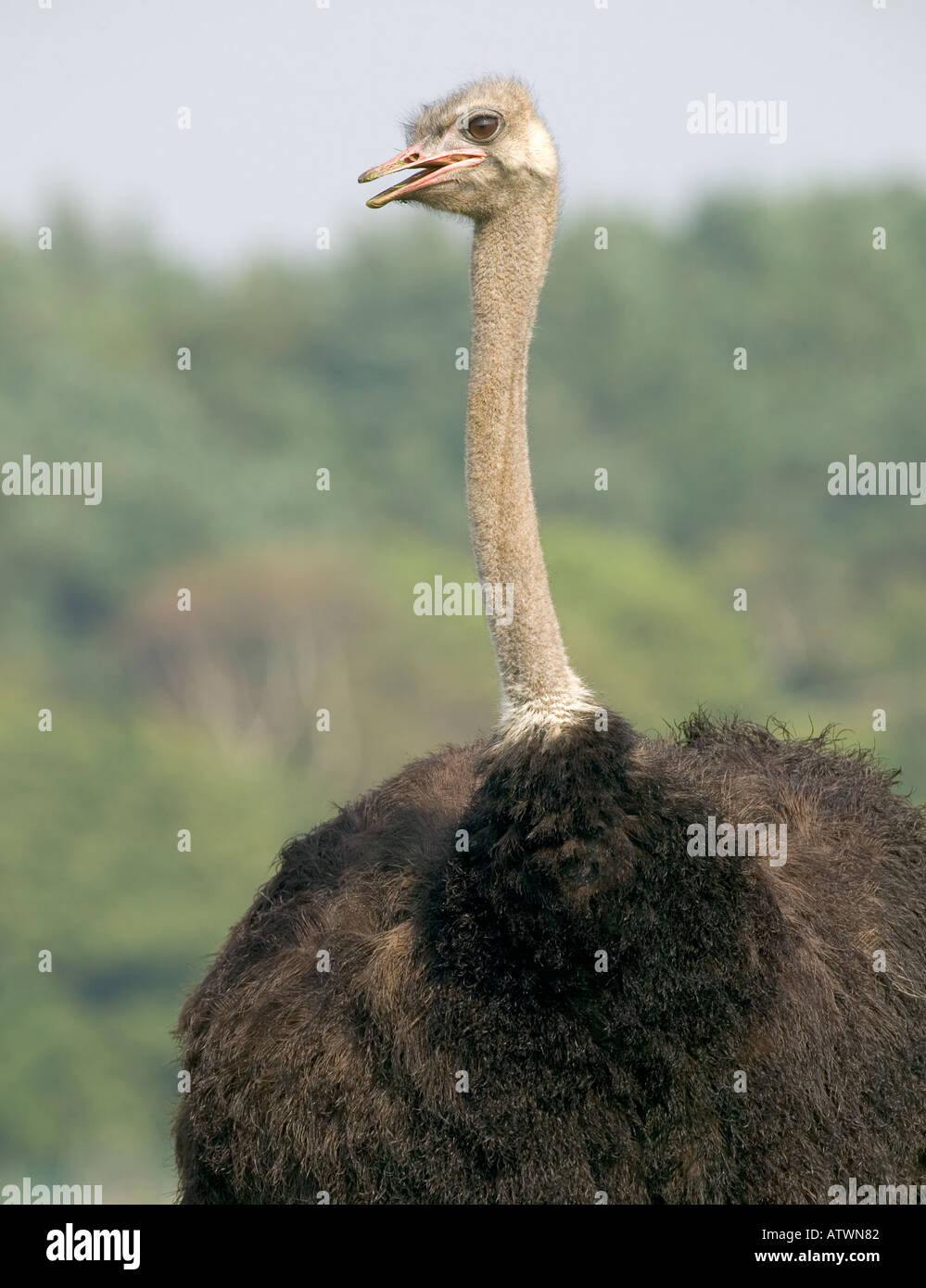Ostrich Struthio camelus Stock Photo - Alamy