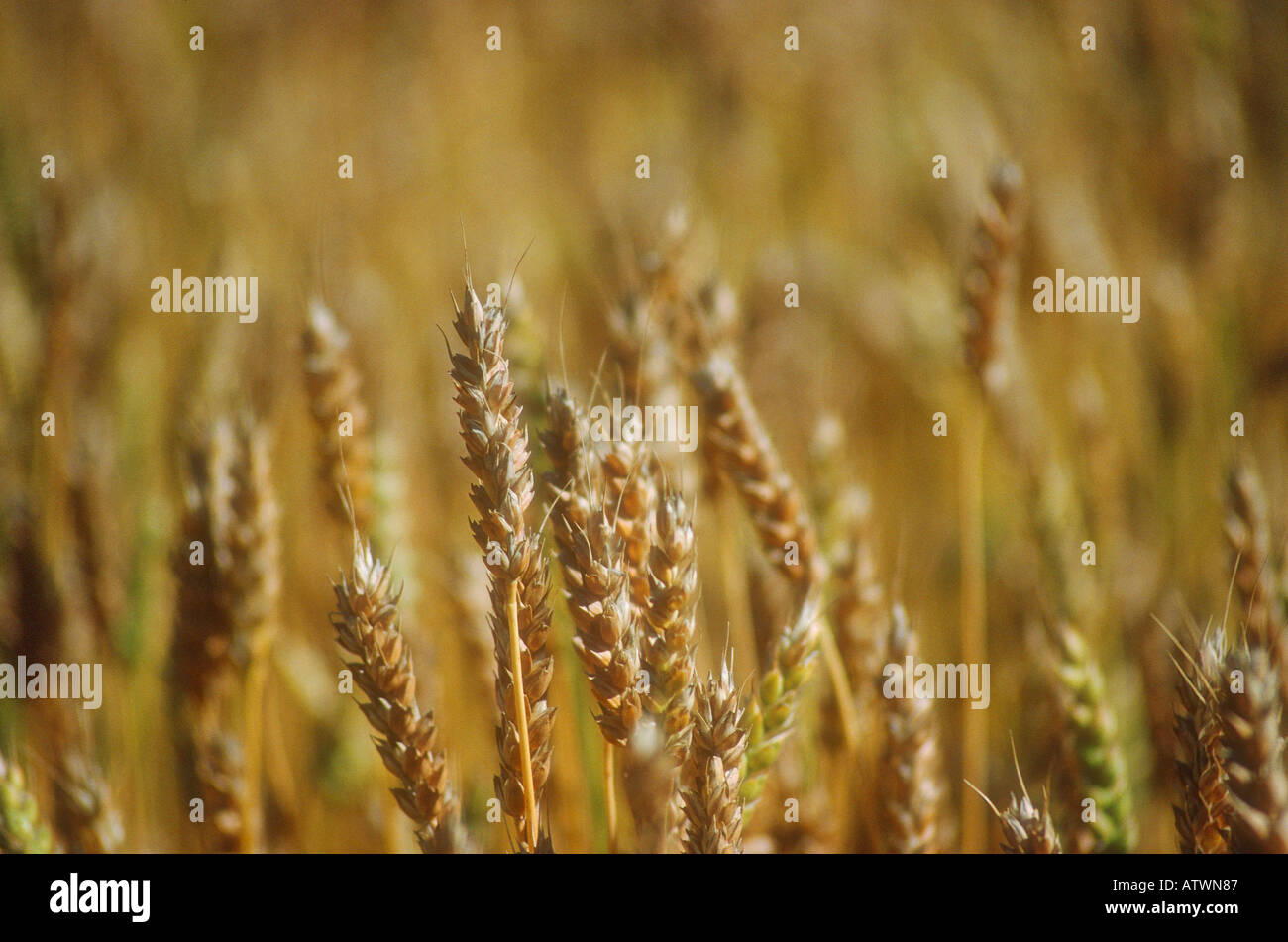 Bounty of earth hi-res stock photography and images - Alamy