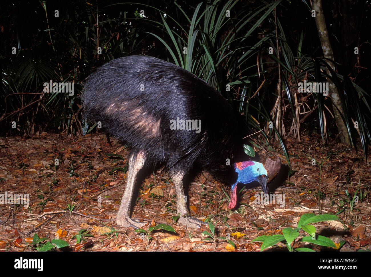 Southern Cassowary Casuarius casuarius Photographed in tropical ...
