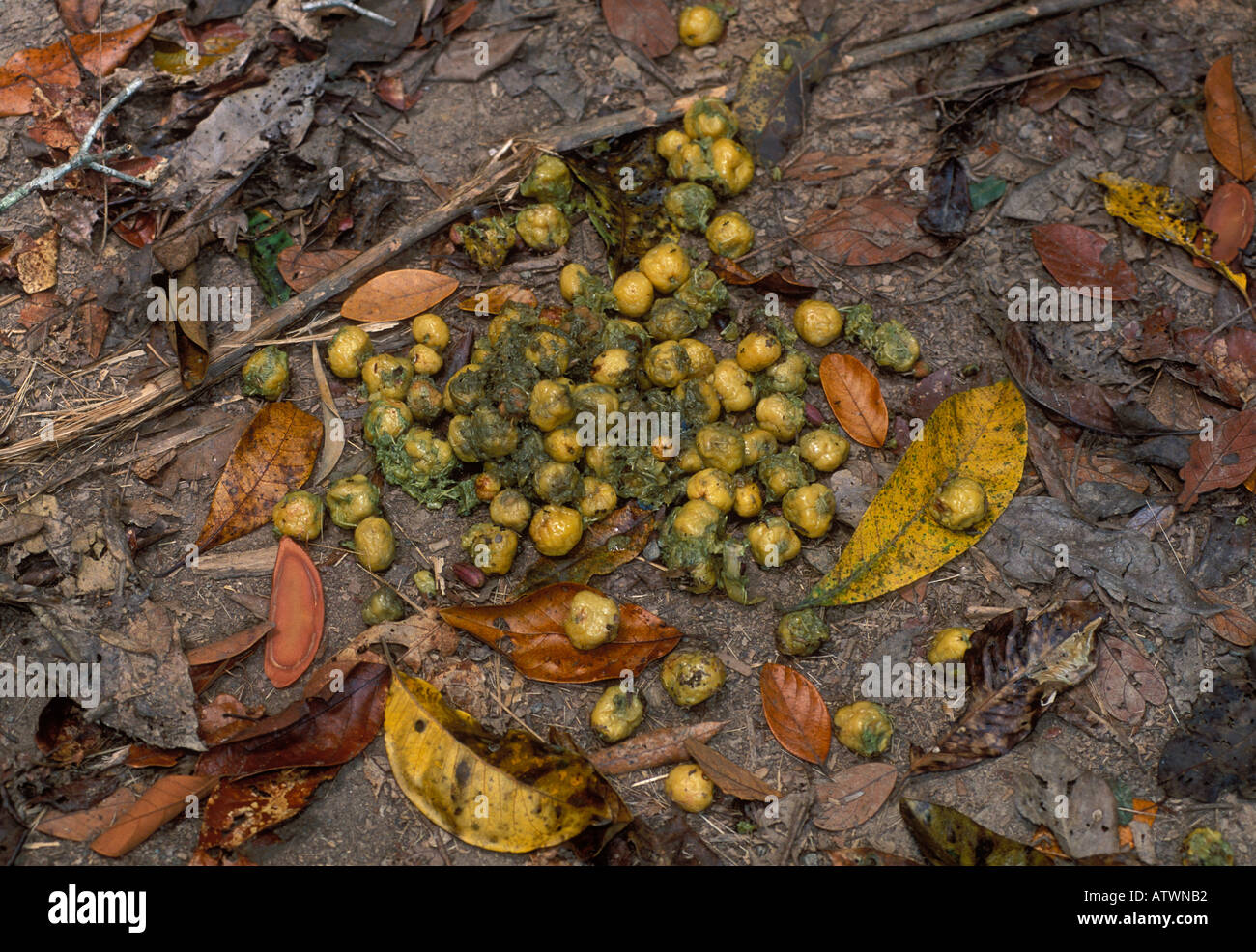 Southern Cassowary Casuarius casuarius Dropping containing seeds ...