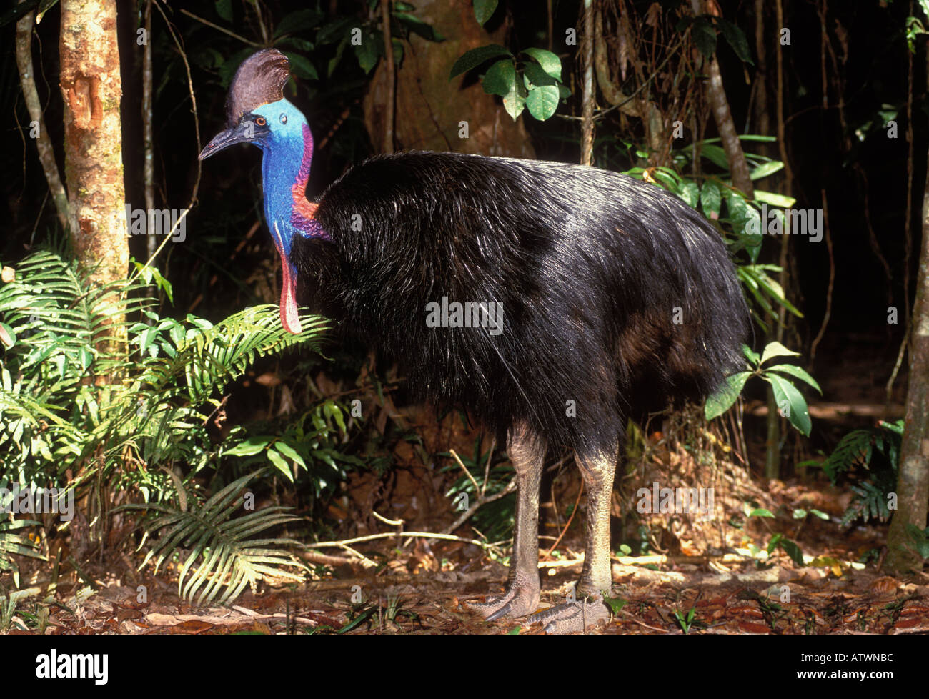 Southern Cassowary Casuarius casuarius Photographed in tropical ...