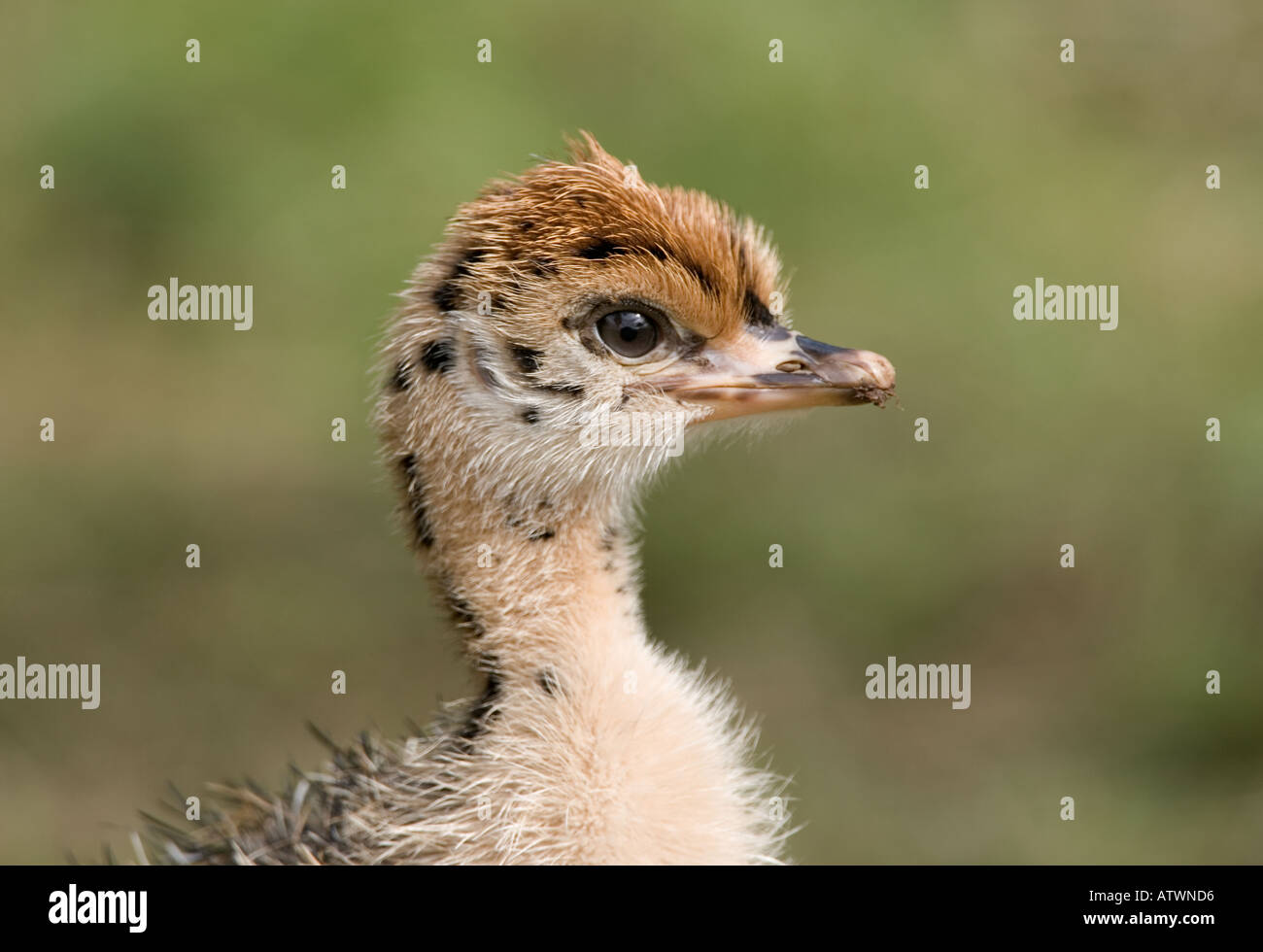 Baby Ostrich Struthio camelus Stock Photo - Alamy