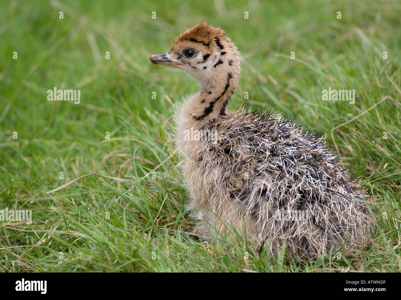 Baby Ostrich Struthio camelus Stock Photo - Alamy