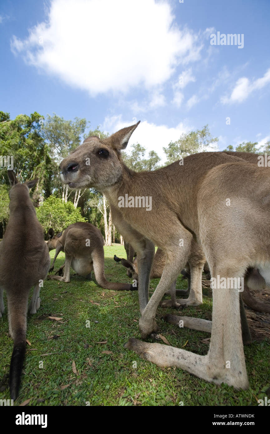 Kangaroos in Queensland Stock Photo - Alamy