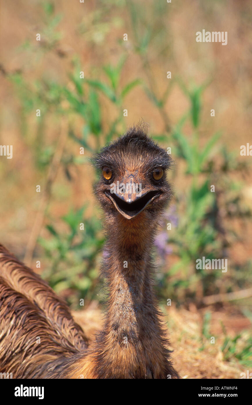 Emu nest hi-res stock photography and images - Alamy