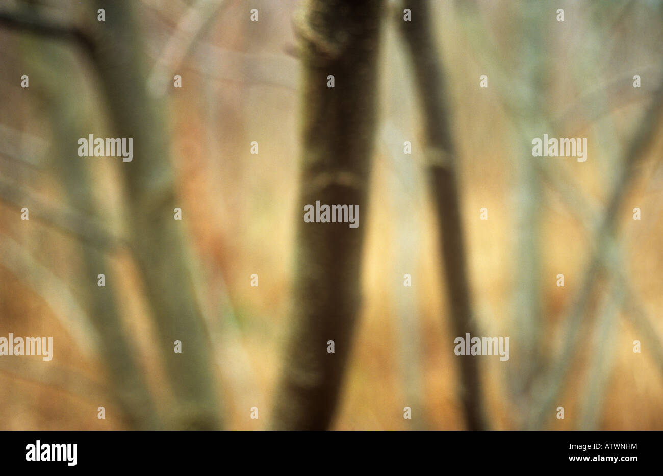 Impressionistic slender trunks and branches of Common alder trees ...