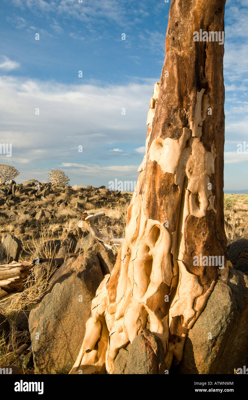 Quiver tree which gets its name that the San people or Bushman make ...