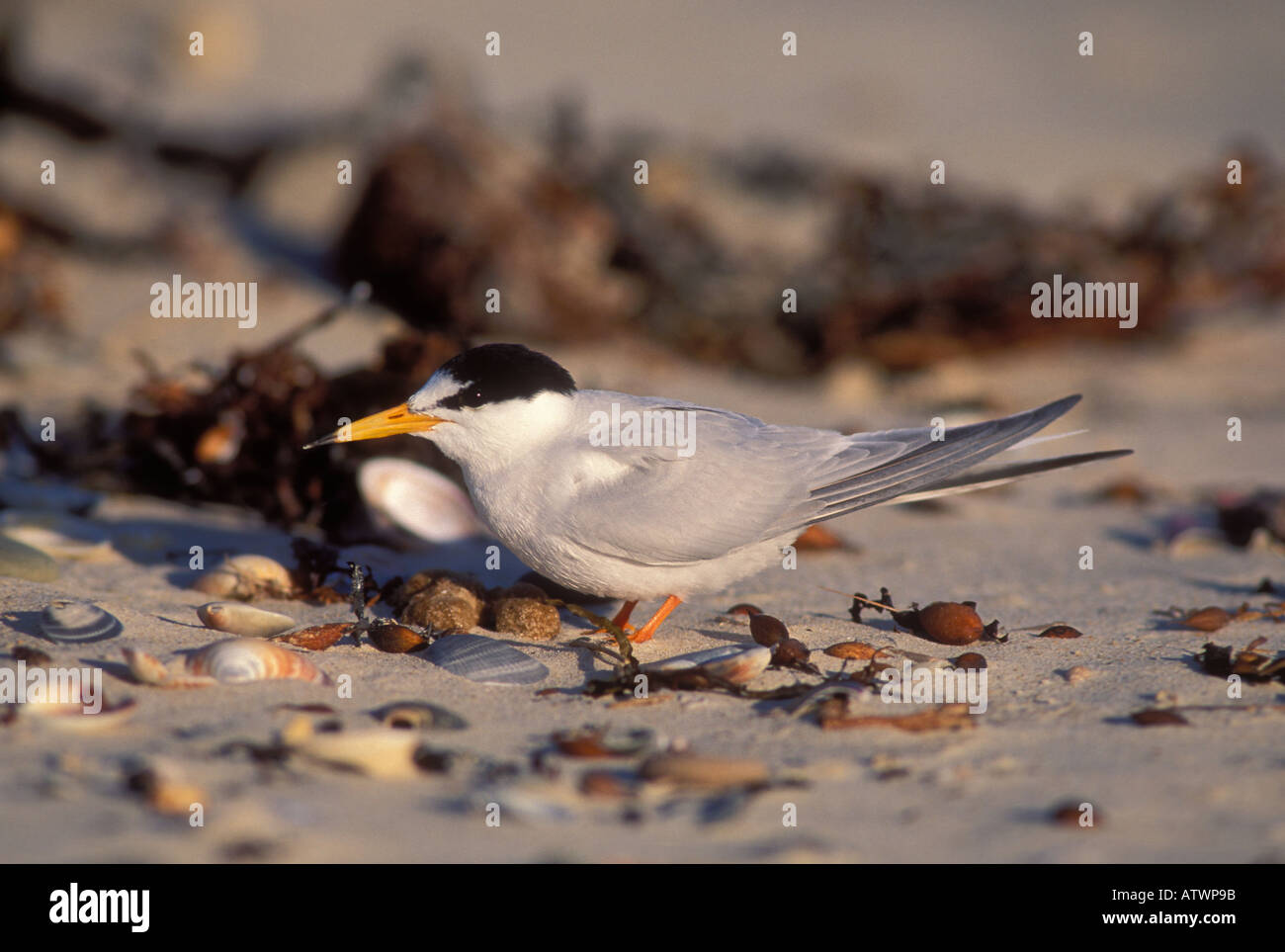 Sternidae australian wildlife bird seabird hi-res stock photography and ...