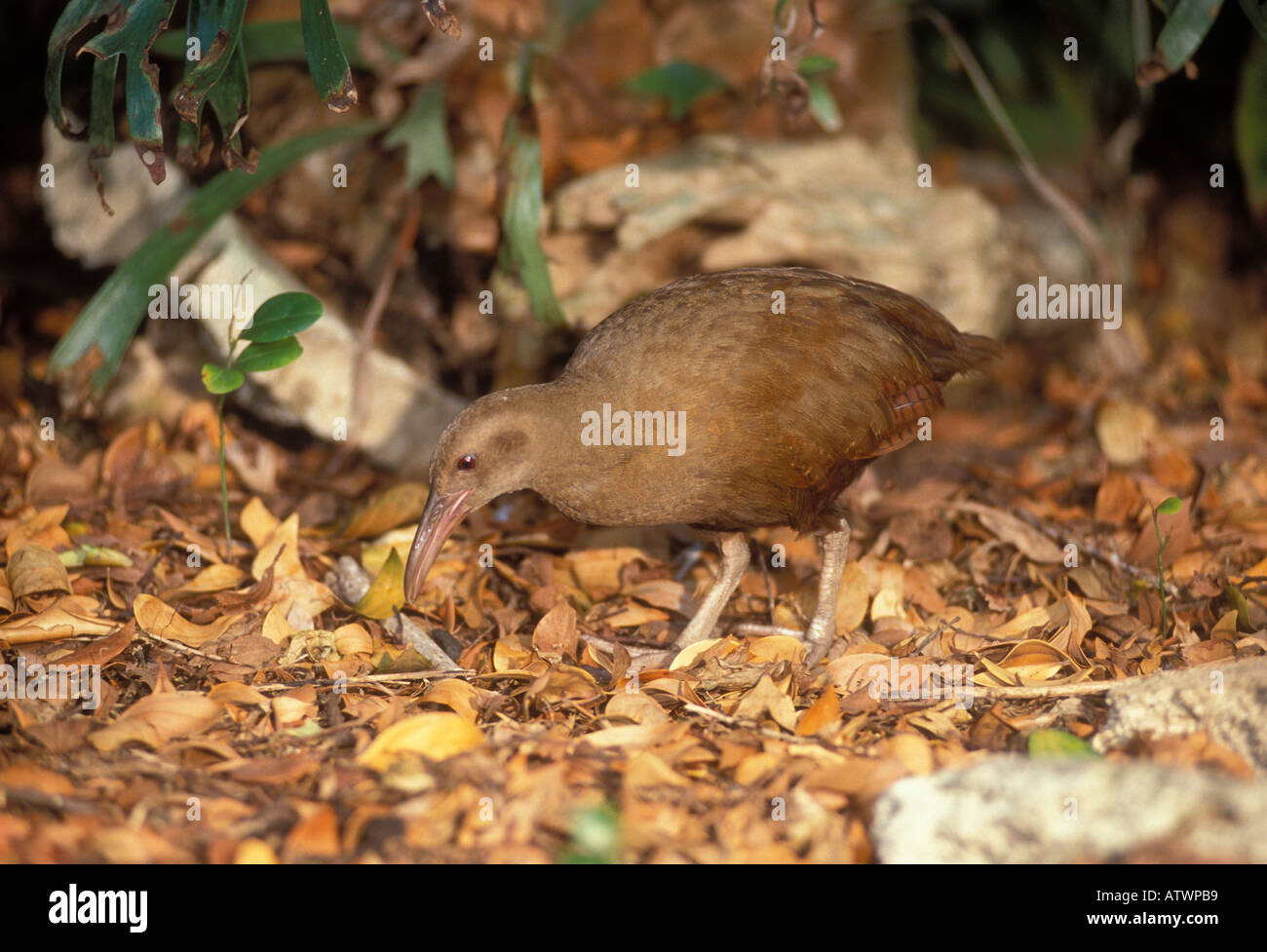 Lord howe woodhen hi-res stock photography and images - Alamy