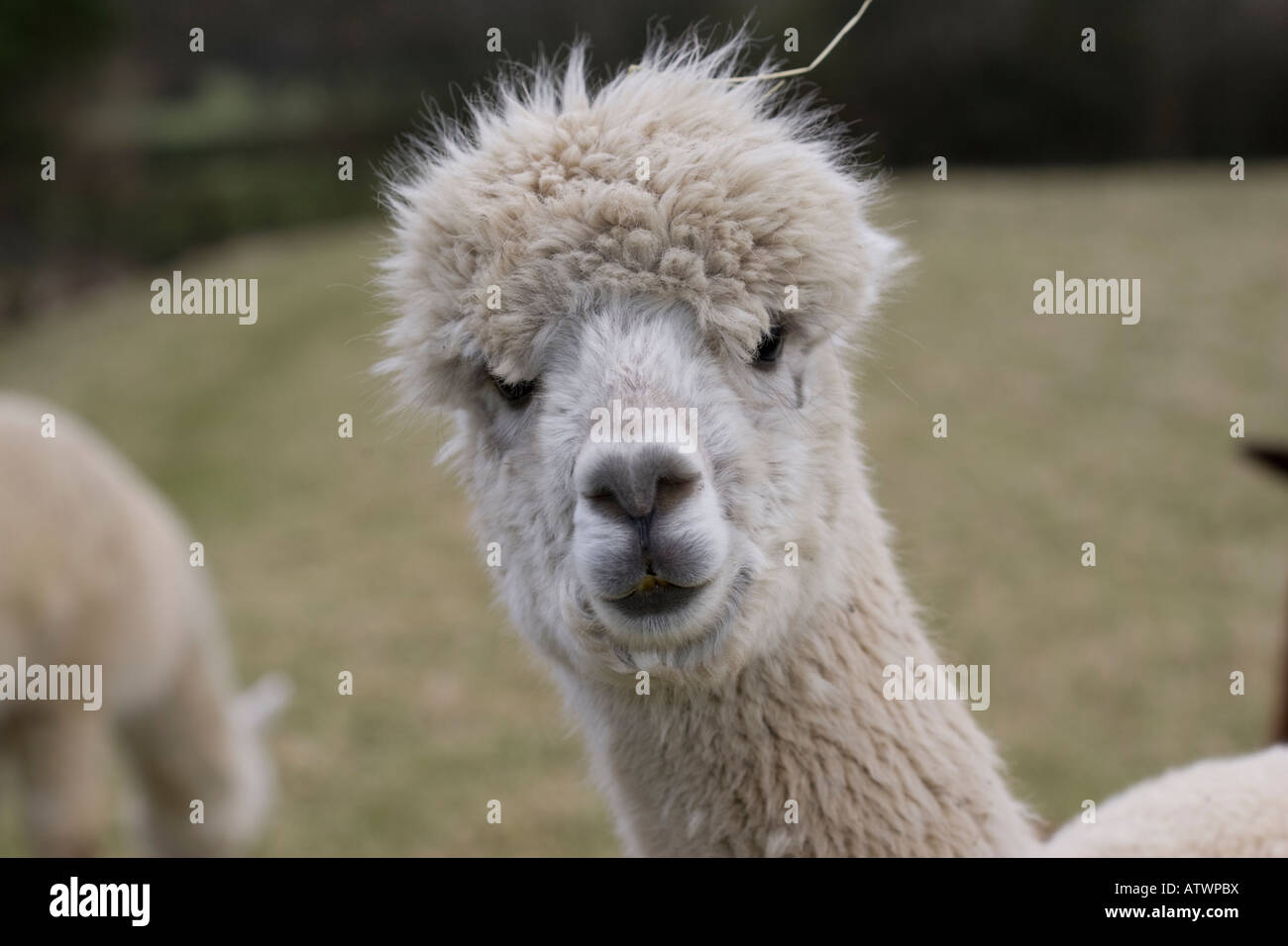 Closeup of head of white Alpaca Cotswolds UK Stock Photo - Alamy