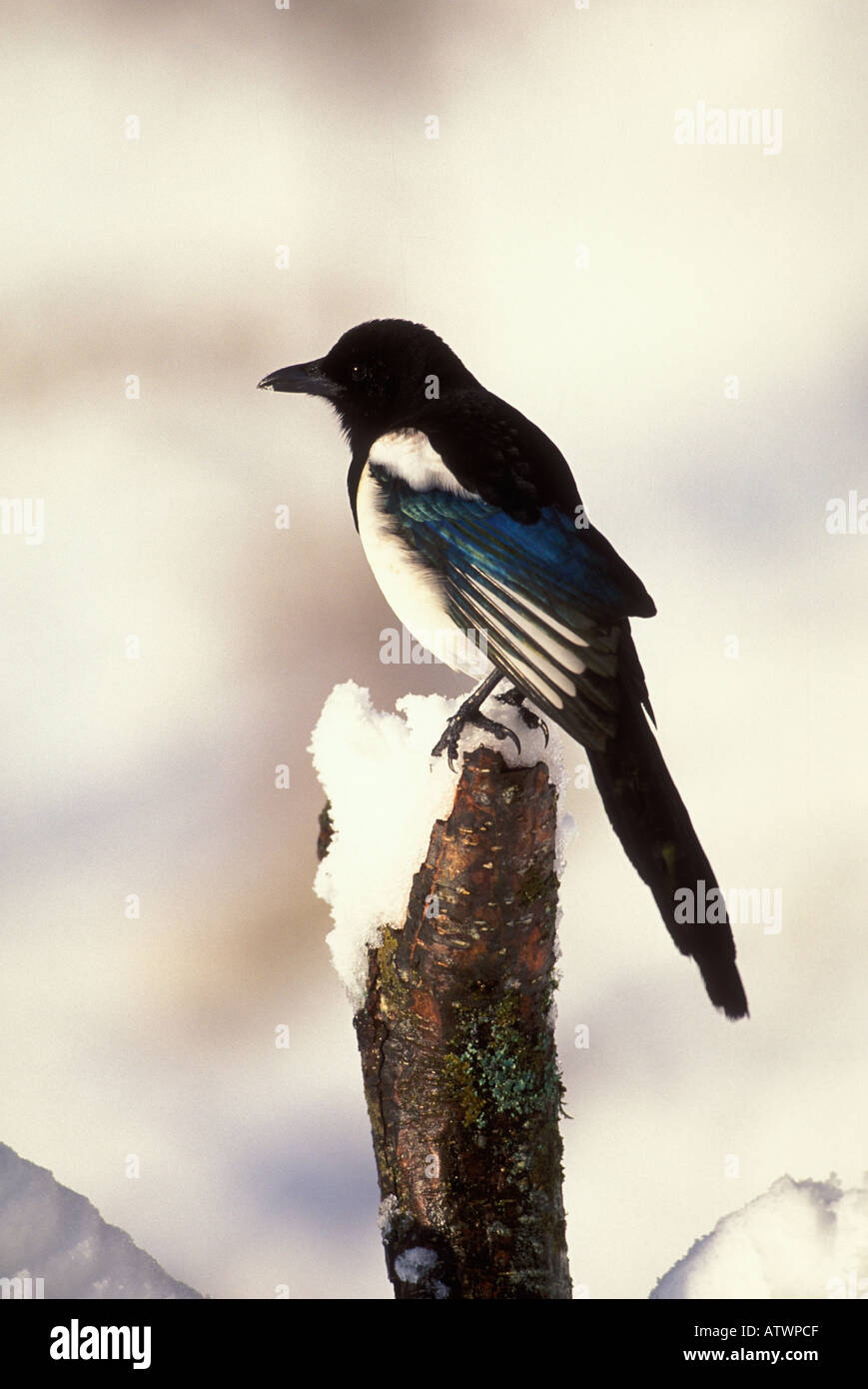 Bird magpie european hi-res stock photography and images - Alamy