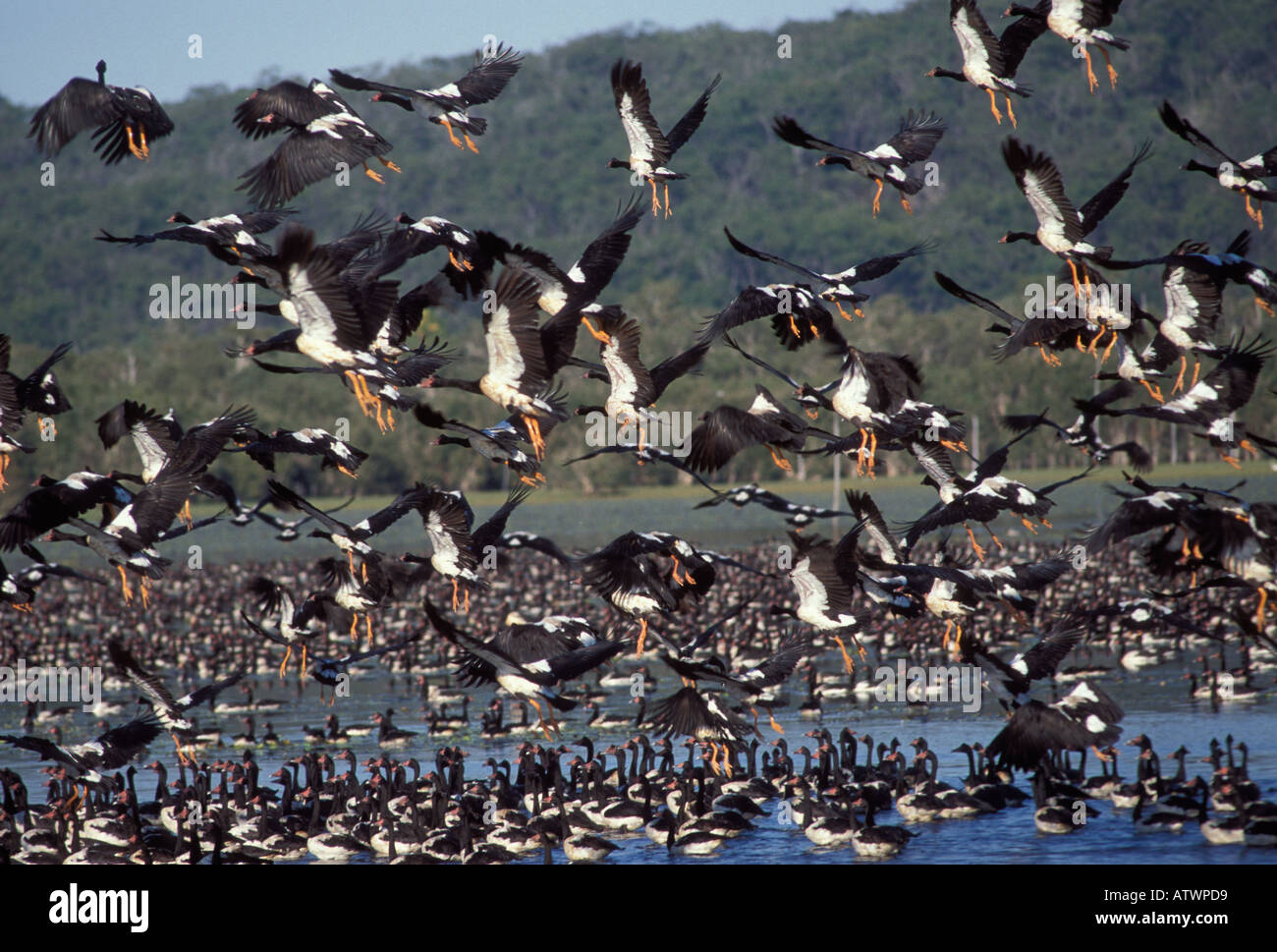 Magpie Goose Anseranus semipalmata, Flock in Northern Territory ...