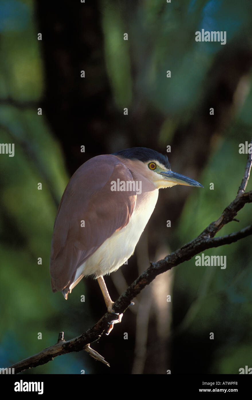 Nankeen Night Heron Nycticorax caledonicus Stock Photo - Alamy