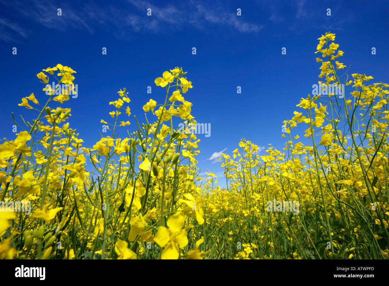 Don flowers hi-res stock photography and images - Alamy