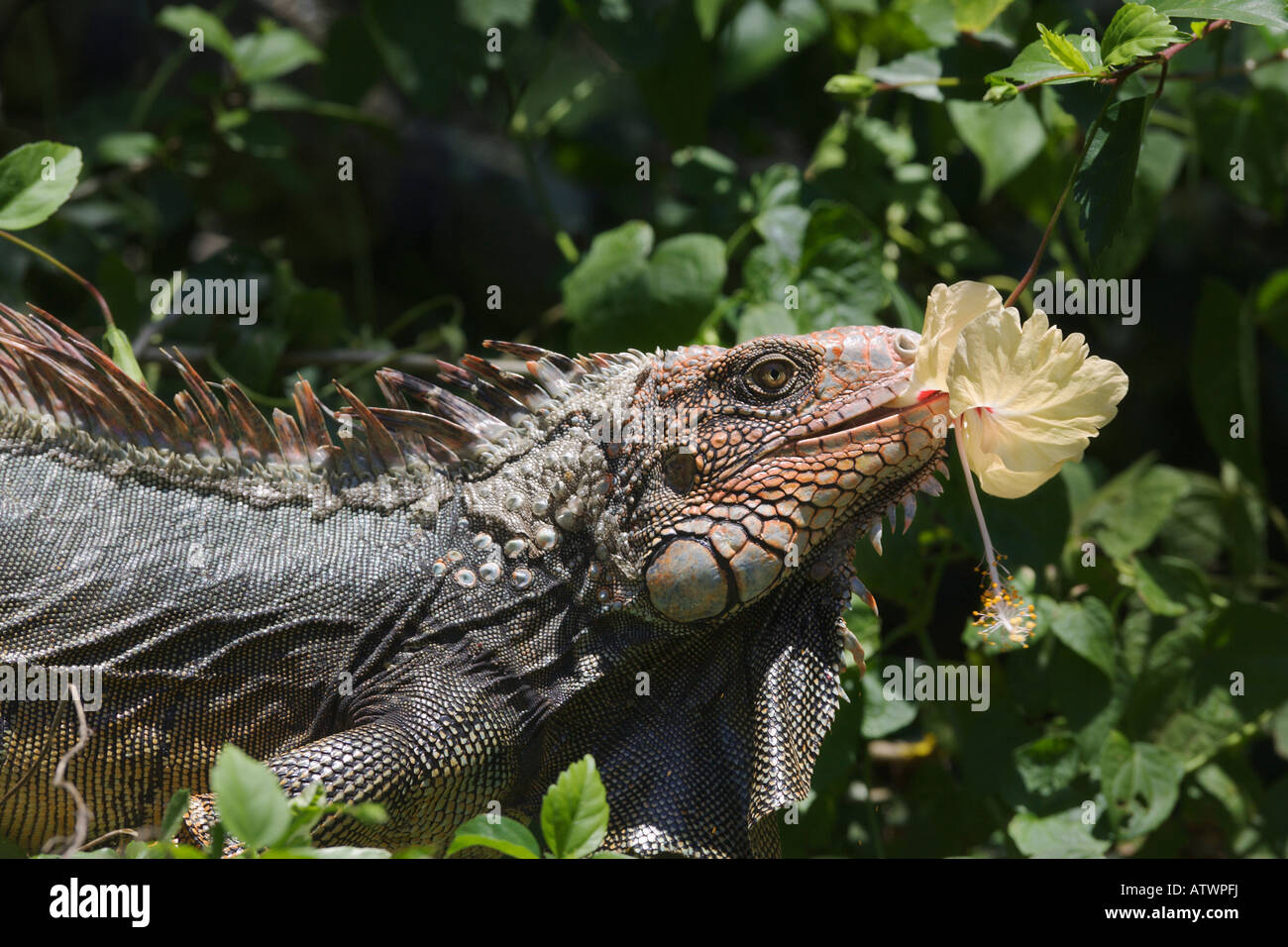 Green Iguana Iguana iguana eating a Hibiscus flower Stock Photo - Alamy