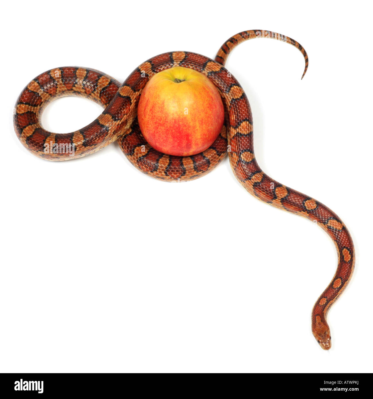Apple and snake hi-res stock photography and images - Alamy