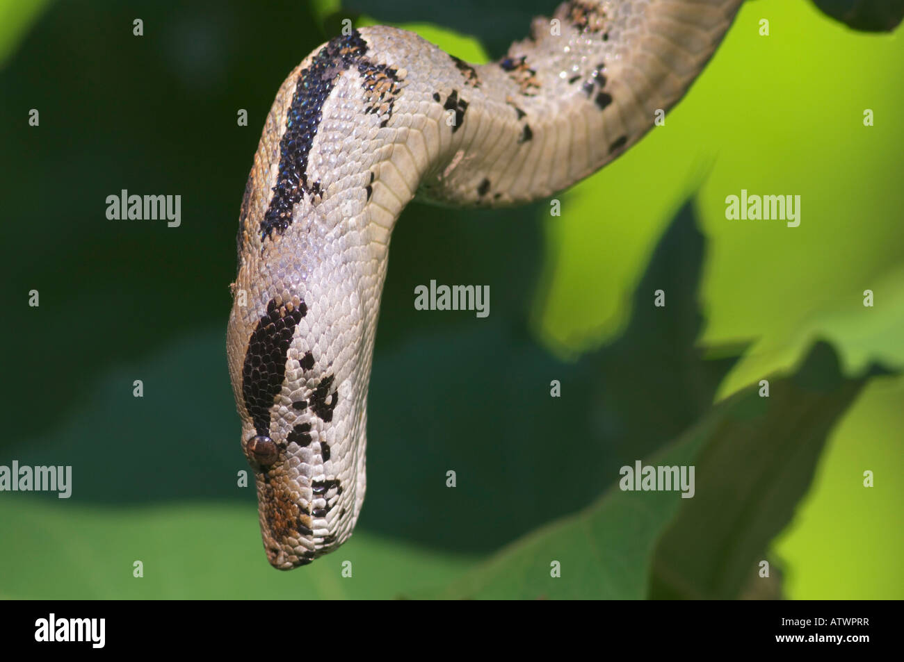 Common Boa Boa constrictor close up of head in profile Stock Photo - Alamy