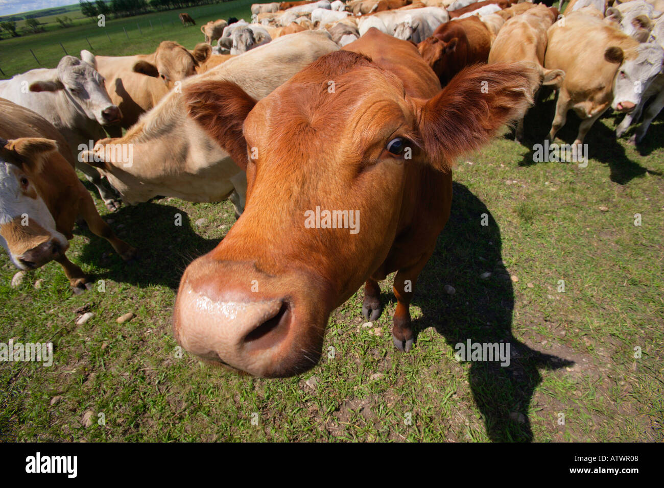 Goofy cow hi-res stock photography and images - Alamy