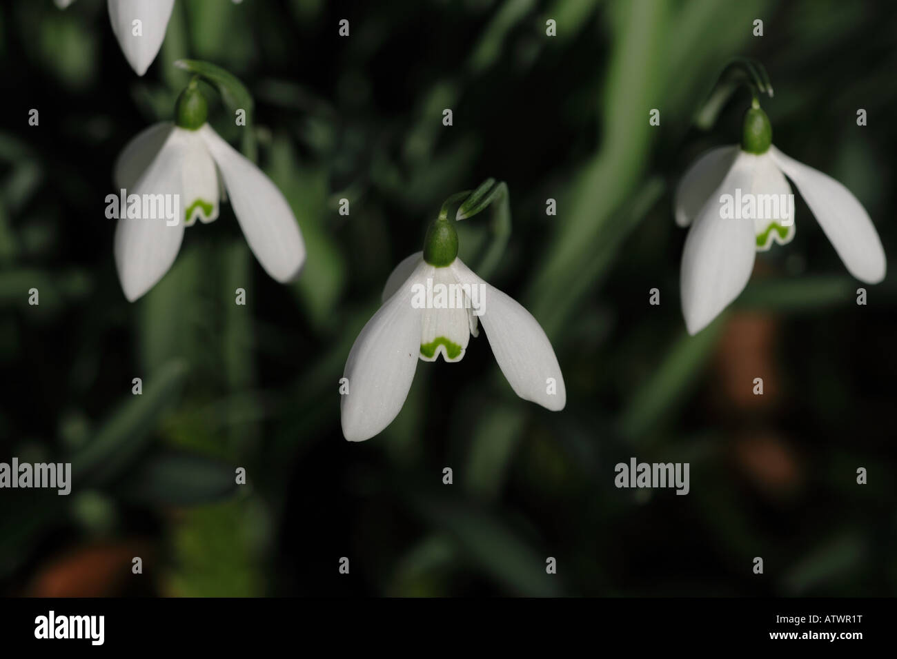 Snowdrop shoots hi-res stock photography and images - Alamy
