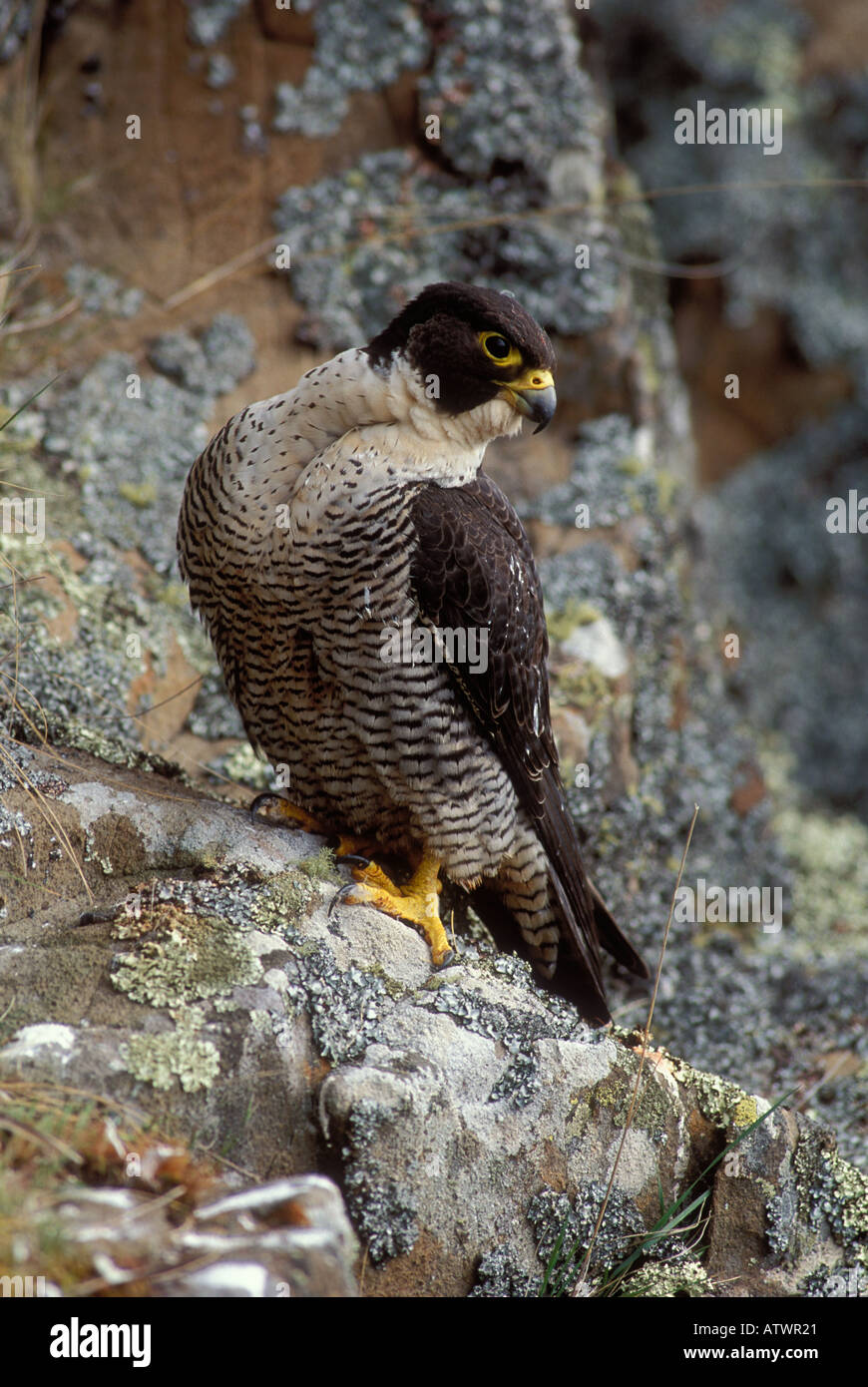 Australian falcon hi-res stock photography and images - Alamy