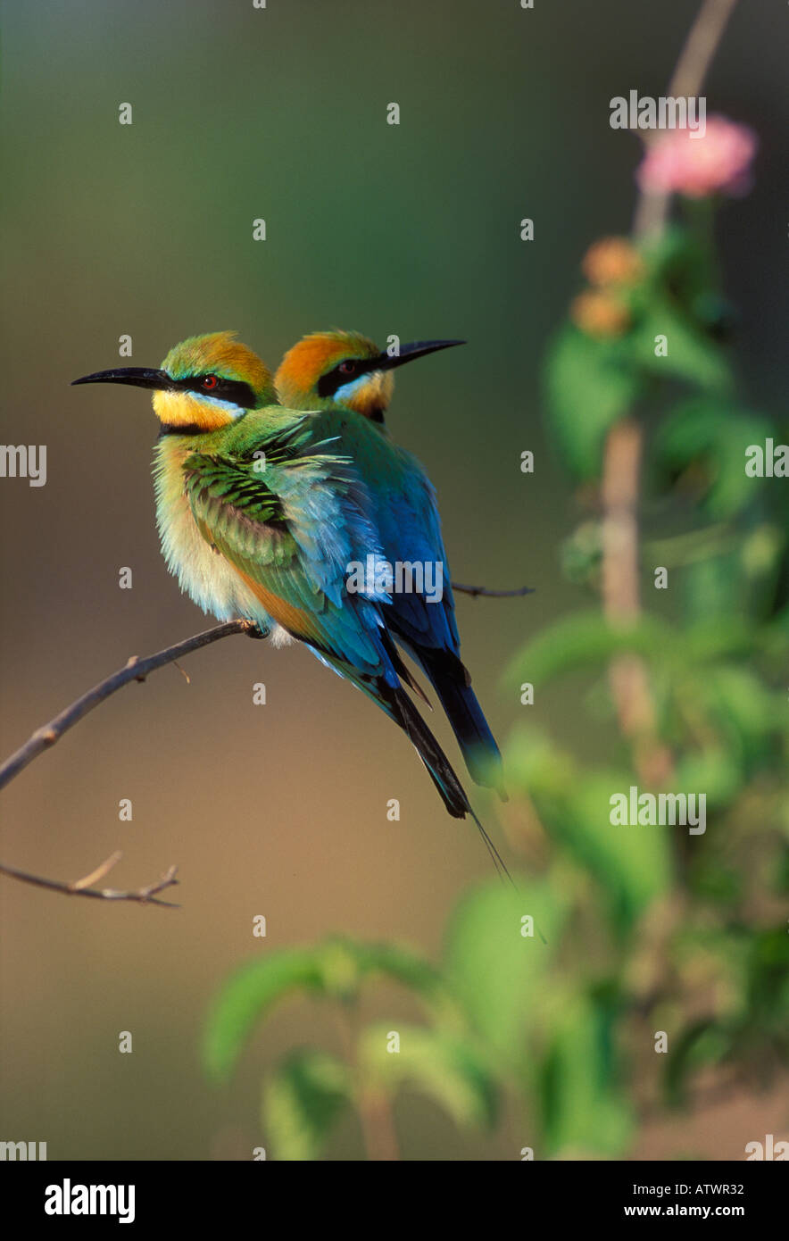 Rainbow Bee eater Merops ornatus Pair Photographed in Queensland ...