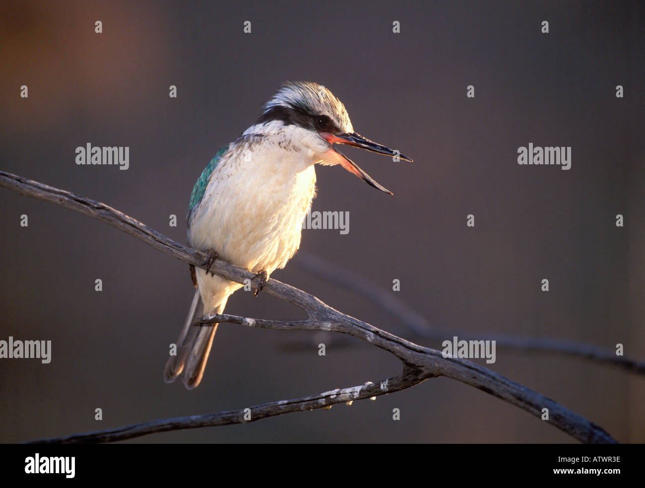 Red backed Kingfisher Todiramphus pyrrhopygius Photographed in Northern ...
