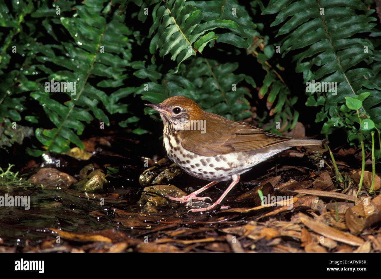 Wood Thrush, Hylocichla mustelina, at water Stock Photo - Alamy
