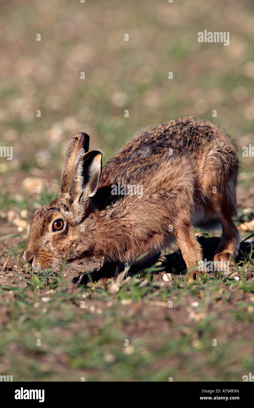 Brown hare Lepus europaeus sniffing ground looking alert Therfield ...
