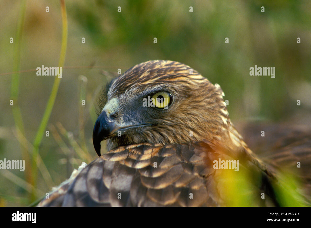 Swamp Harrier Circus approximans Stock Photo - Alamy