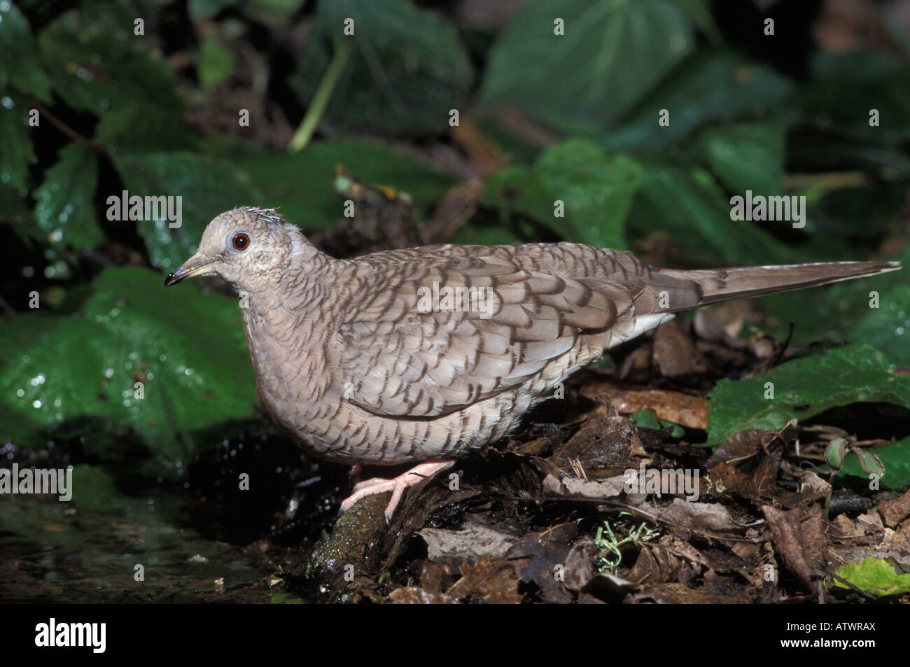 Columbina inca hi-res stock photography and images - Alamy