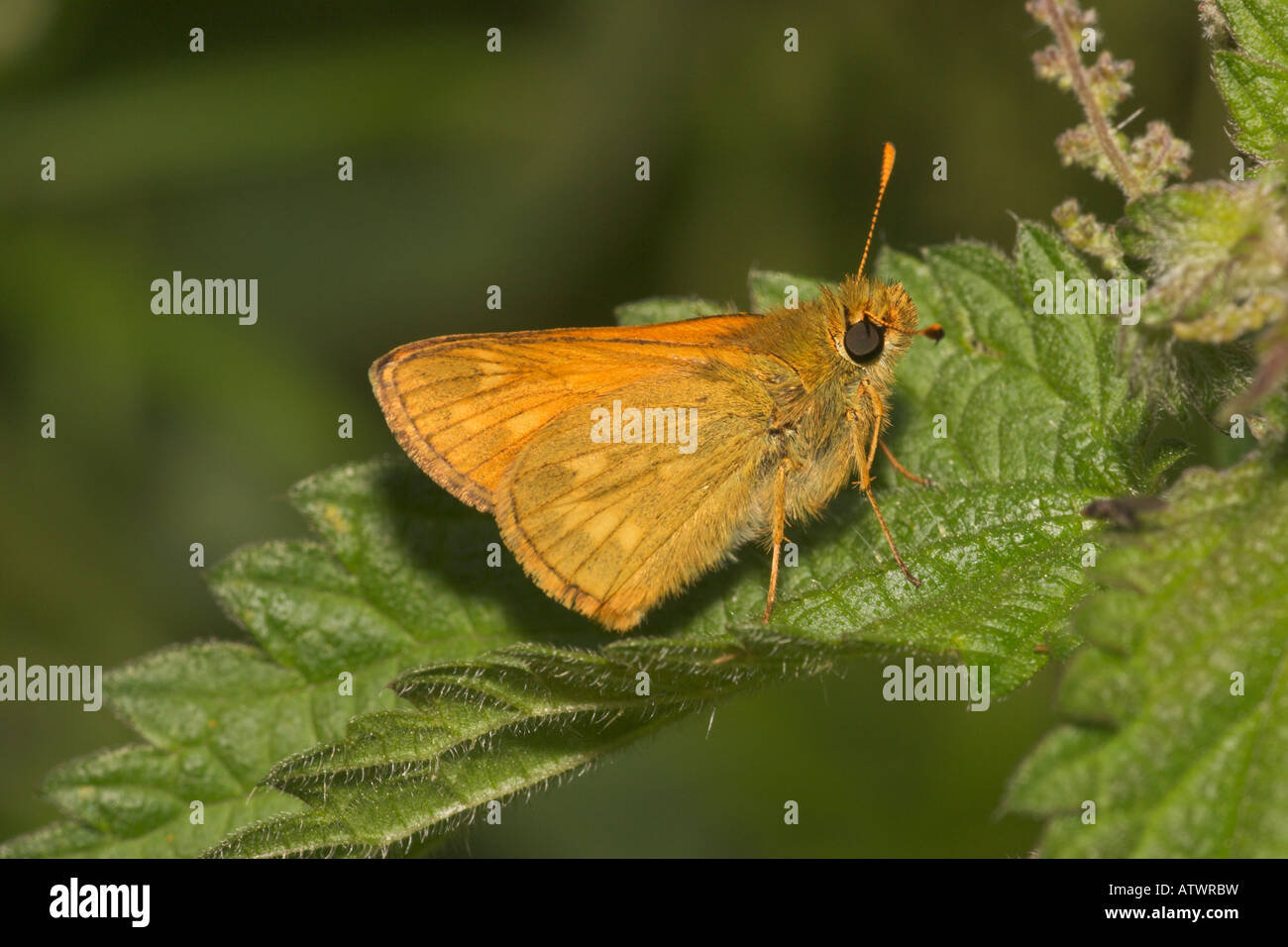 Large Skipper Butterfly Ochlodes venatus side view underwing Stock ...