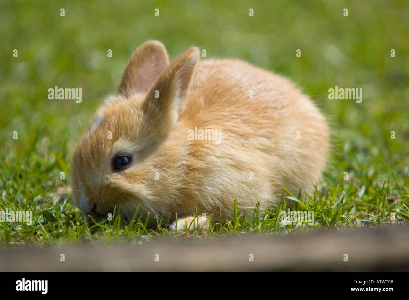 Delightful animals hi-res stock photography and images - Alamy