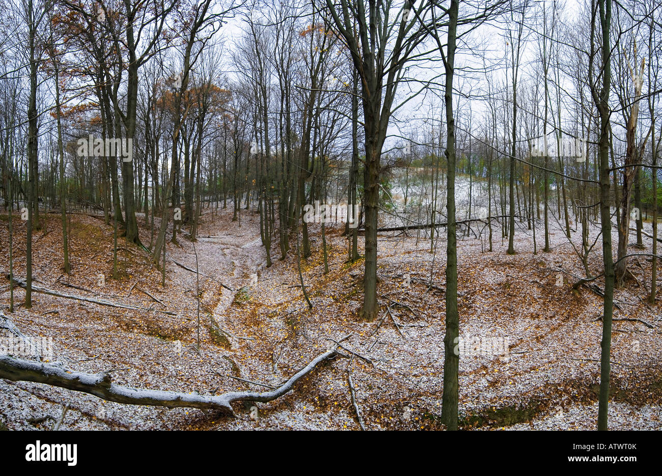 Carolinian forest tree hi-res stock photography and images - Alamy