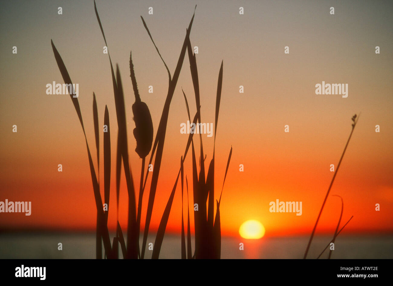 Bullrush silhouette hi-res stock photography and images - Alamy