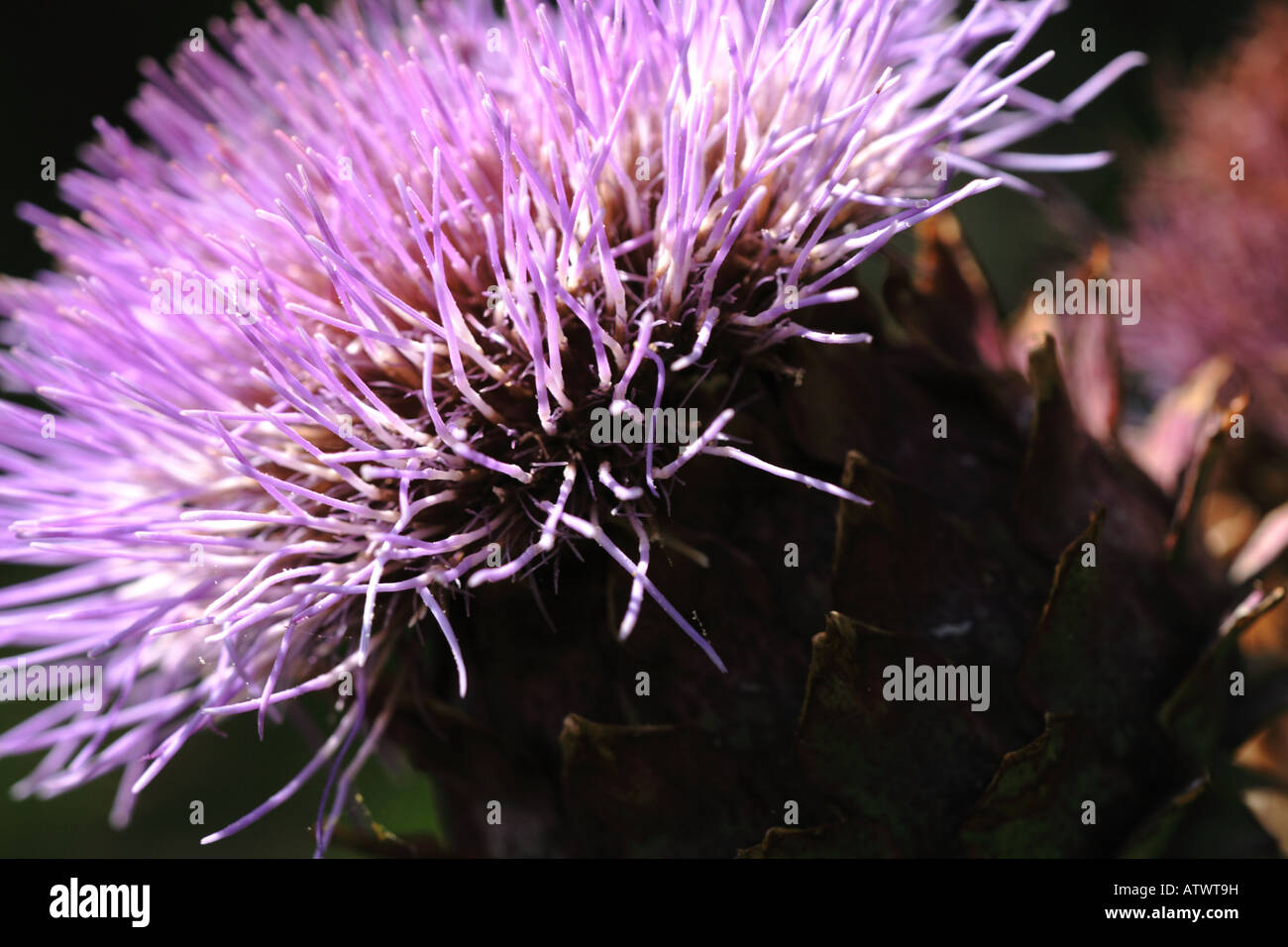 Green leaves of cardoon plant hi-res stock photography and images - Alamy