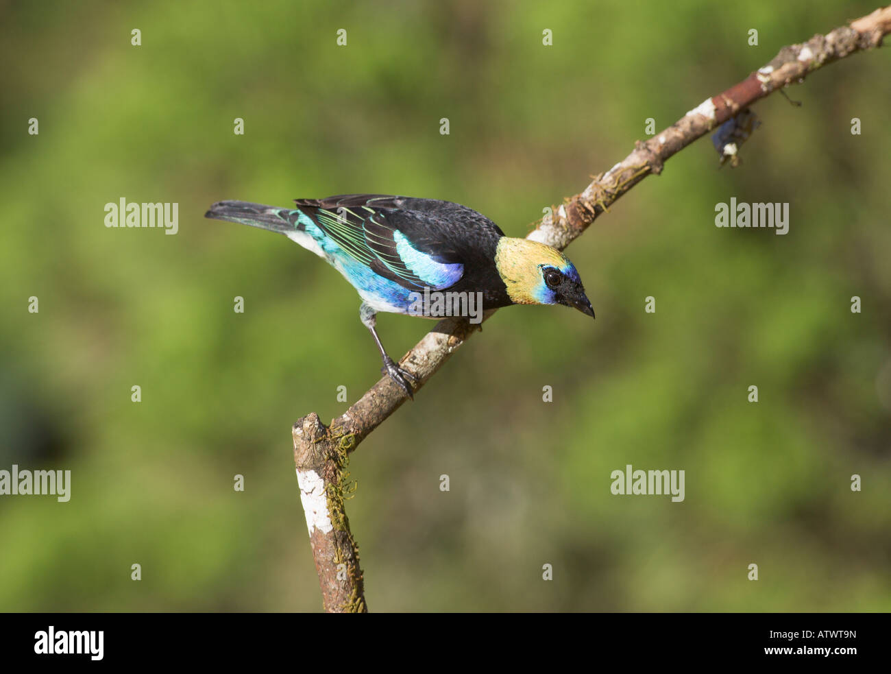 Golden hooded Tanager Tangara larvata Costa Rica Stock Photo - Alamy