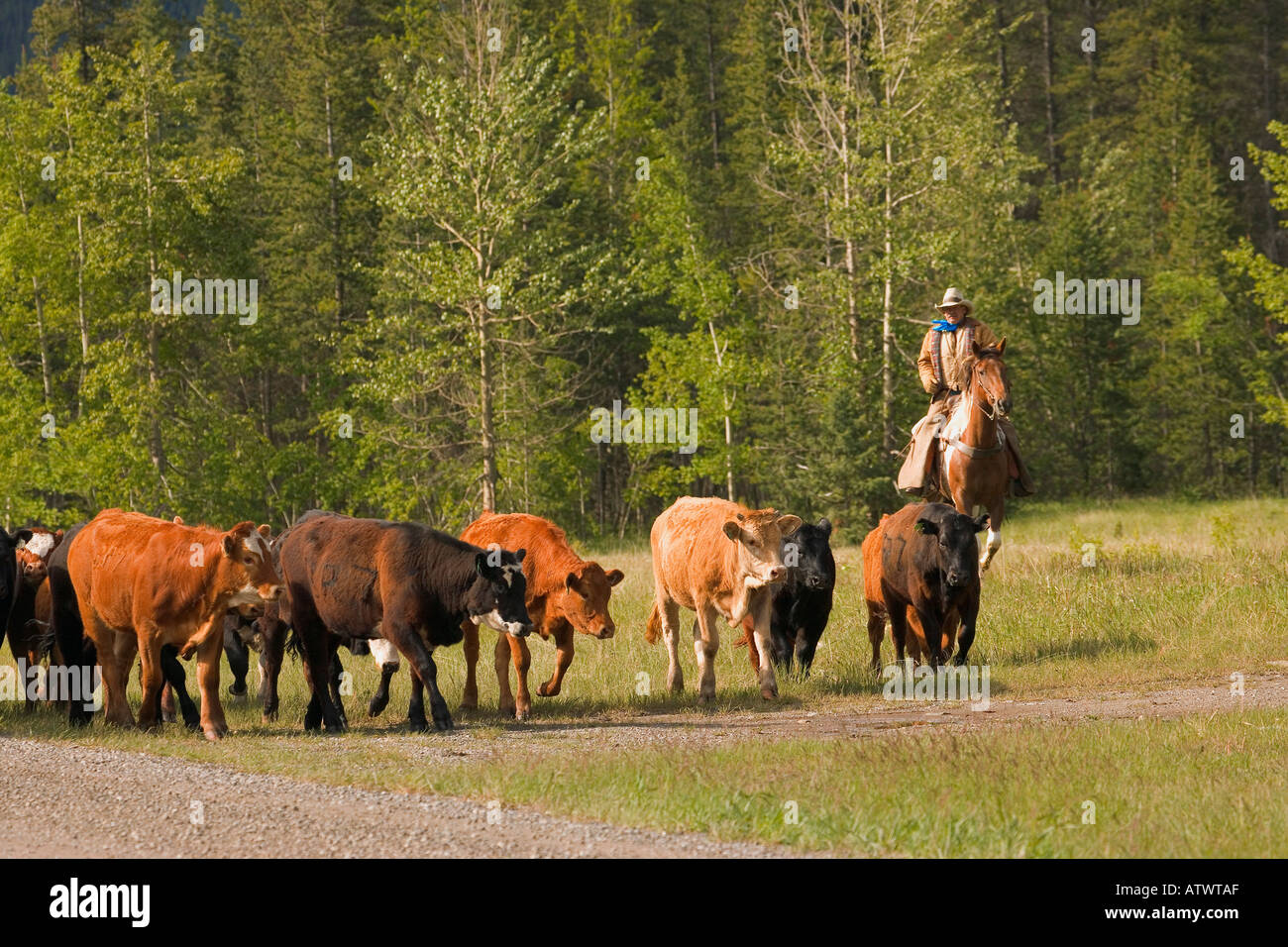 Rancher moving cattle hi-res stock photography and images - Alamy