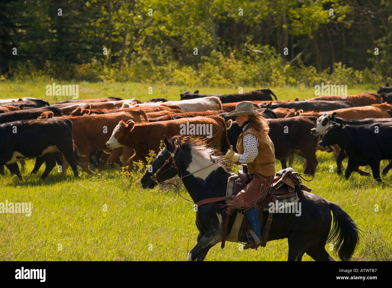 Cowgirl herding cattle hi-res stock photography and images - Alamy