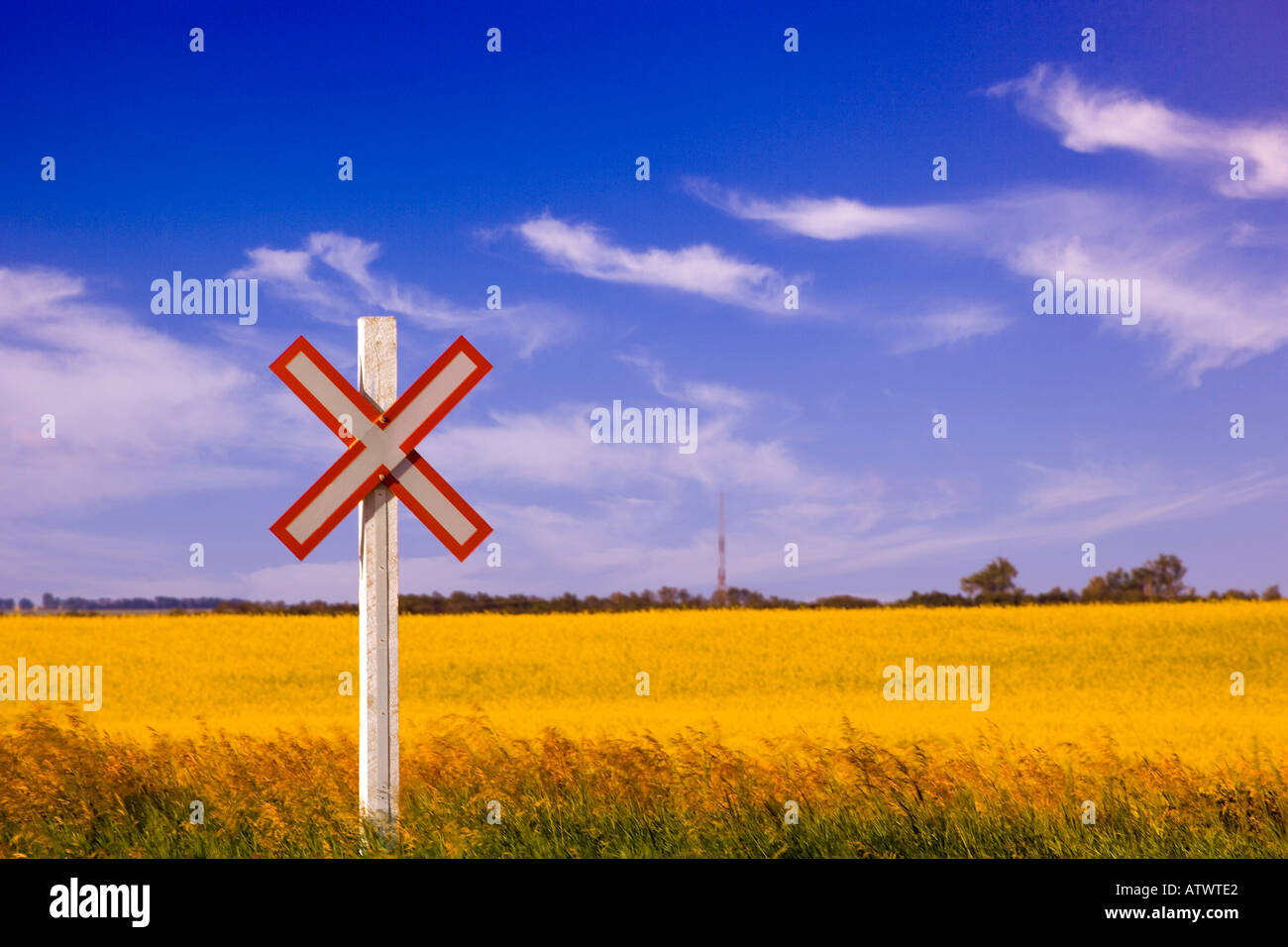 Train crossing sign and a field of canola Stock Photo - Alamy