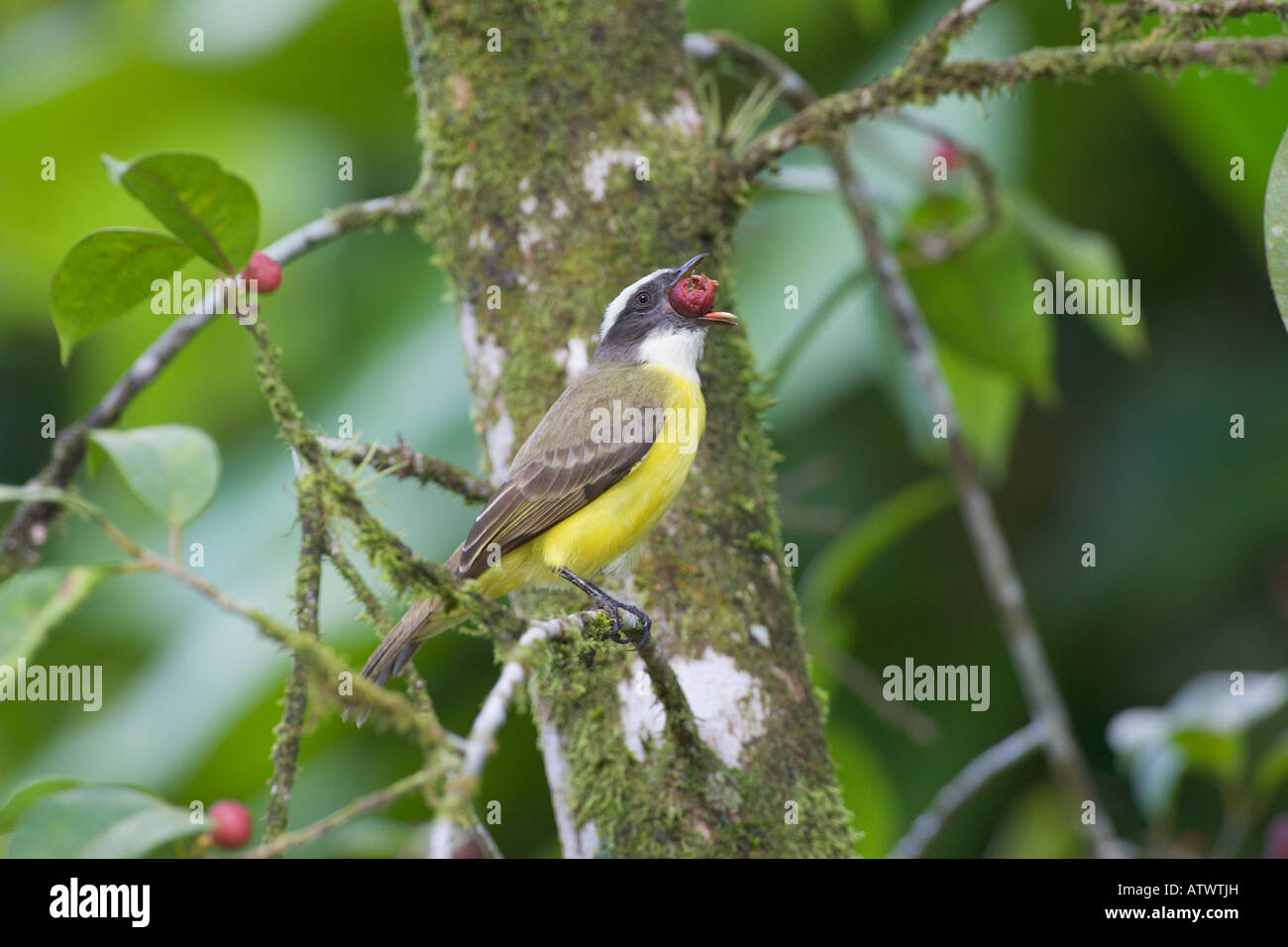 Social Flycatcher Myiozetes similis in a tree with red berries with a ...