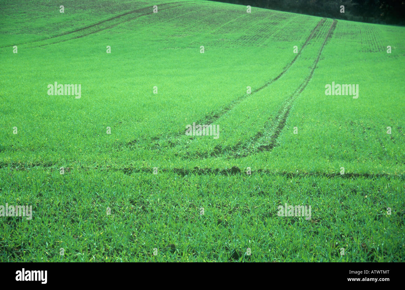 Field winter barley tramlines hi-res stock photography and images - Alamy