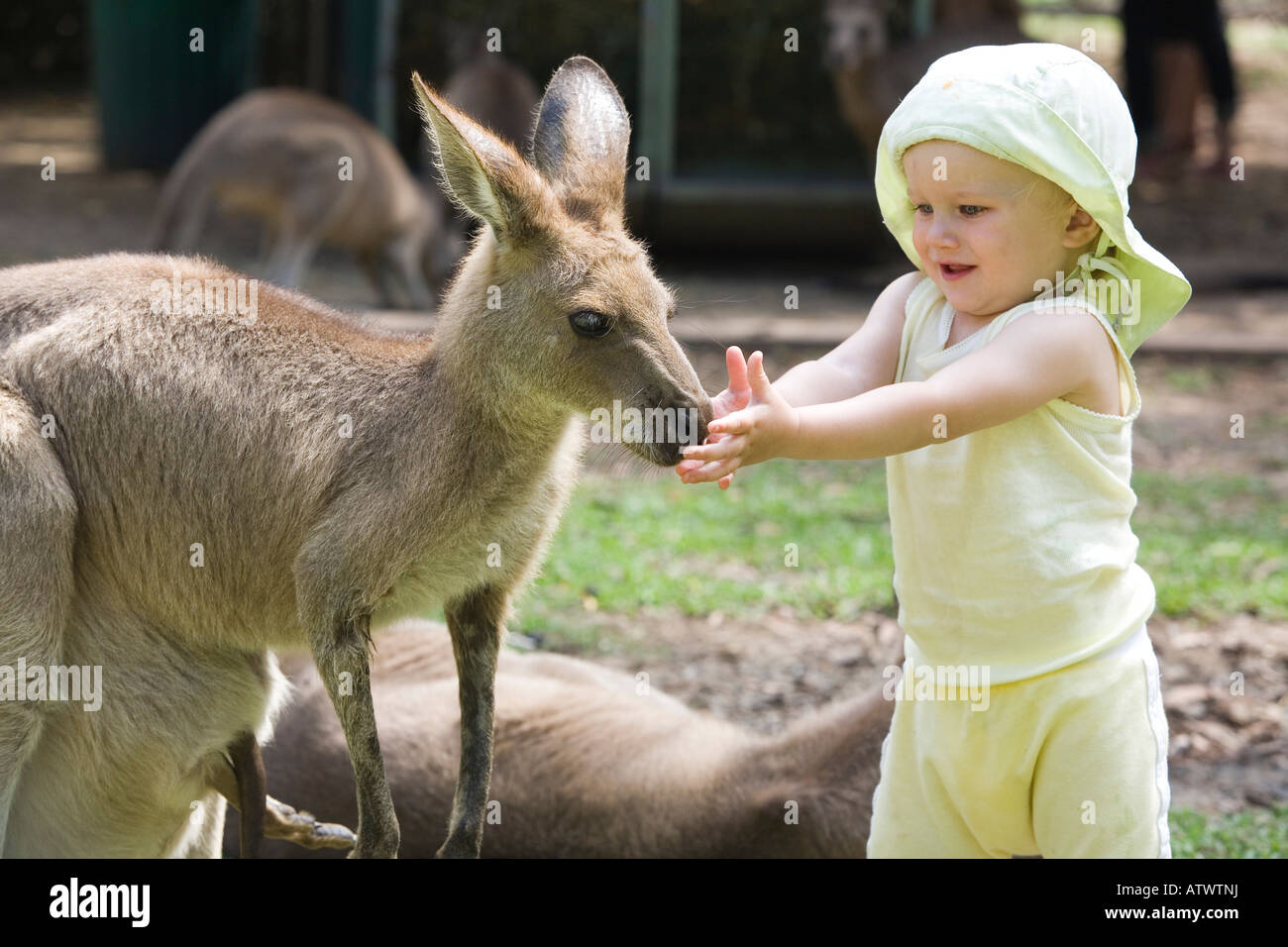 Happy girl with Kangaroo Stock Photo - Alamy