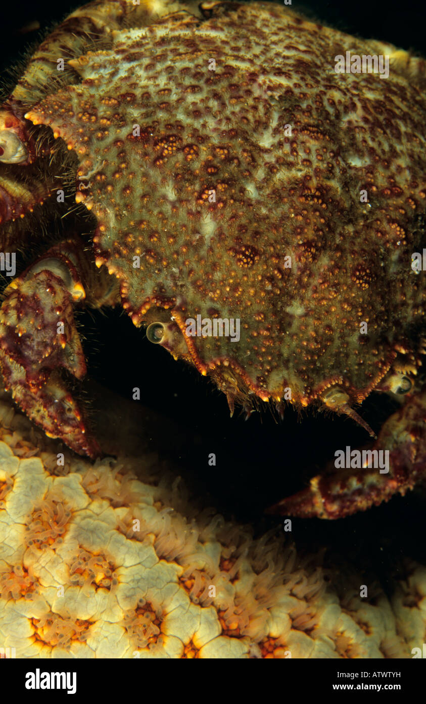Helmet Crab (Telmessus cheiragonus) Northern Pacific Stock Photo - Alamy