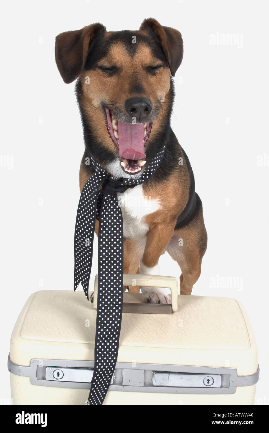 Animals with cream fur hi-res stock photography and images - Alamy